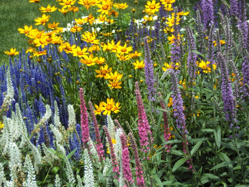 Snowing in Summer – The Garden Sprout